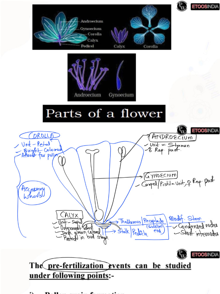 Sexual Reproduction Flowering Plants (1) - Invert | PDF