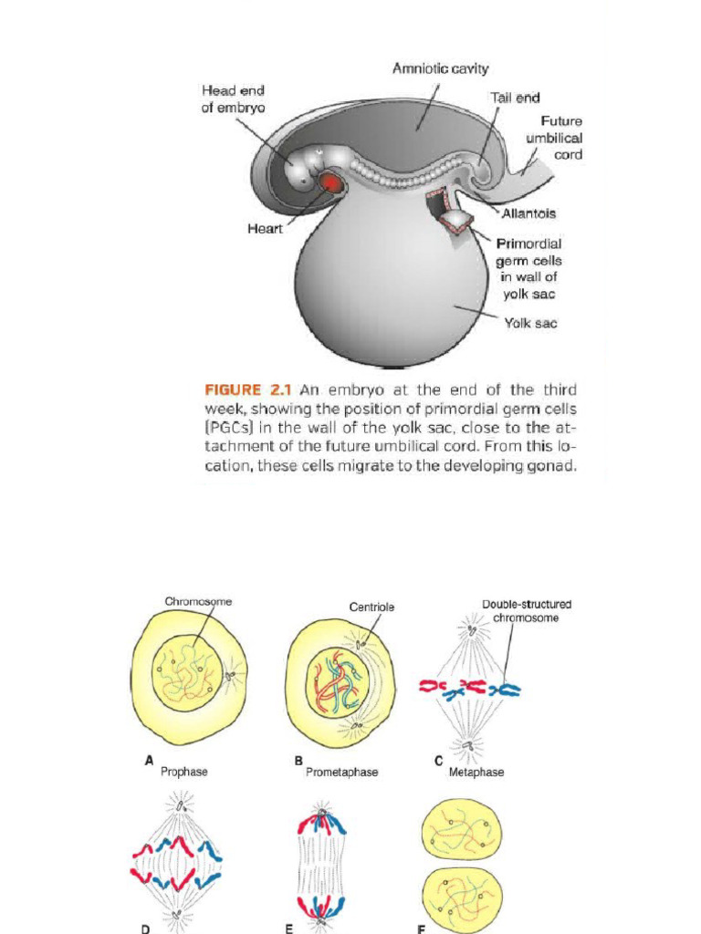 Embryology 213 Slides | PDF