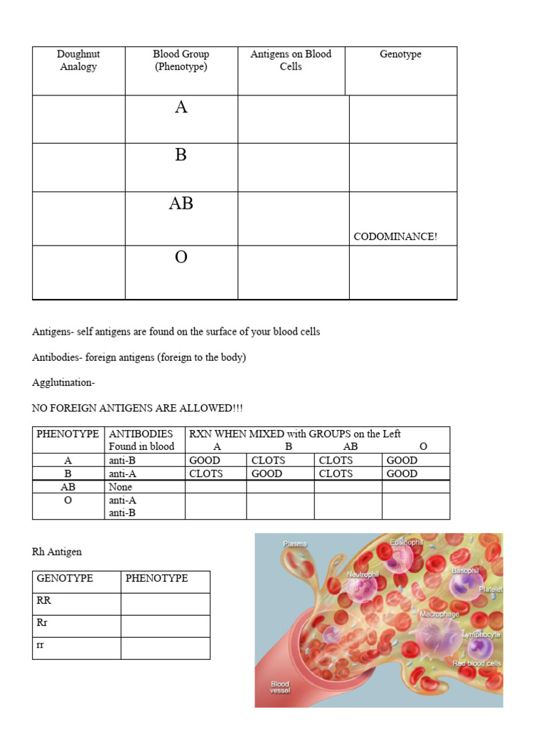 Blood Typing Notes | PDF
