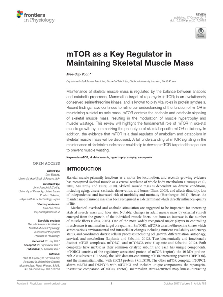 MTOR As A Key Regulator in Maintaining Skeletal Muscle Mass | PDF ...