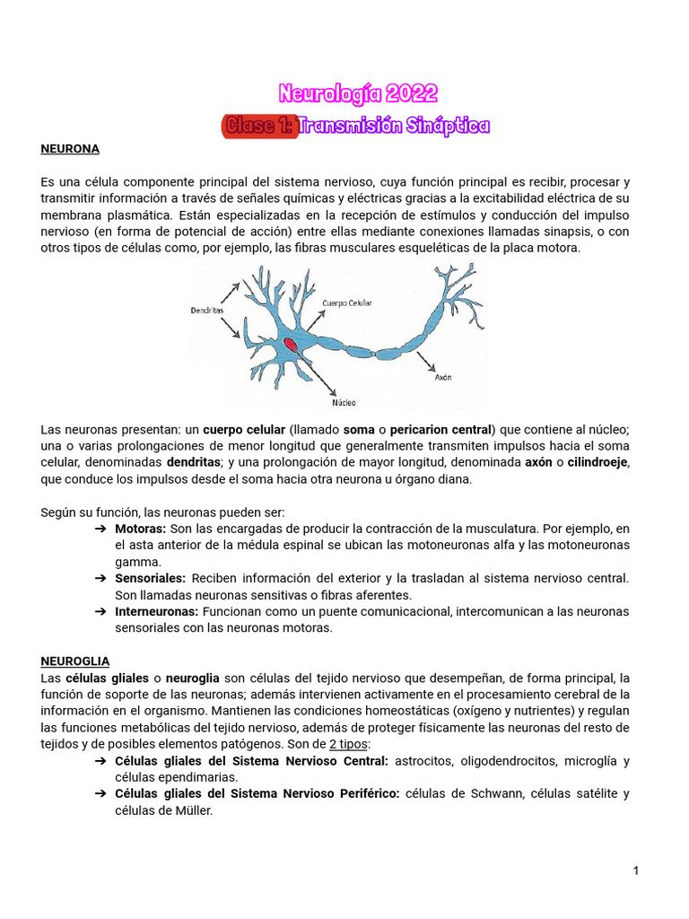 Resumen Neuro 2 | PDF | Sinapsis | Neurona