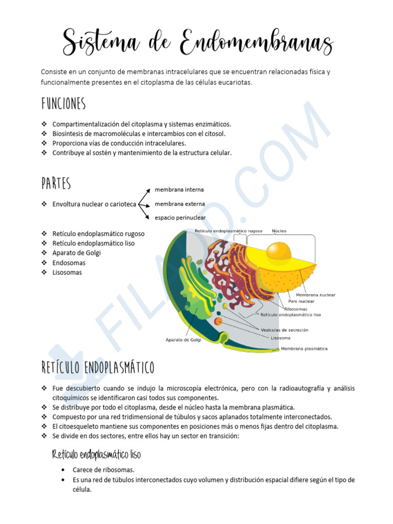 Sistema de Endomembranas | PDF | Membrana celular | Lisosoma