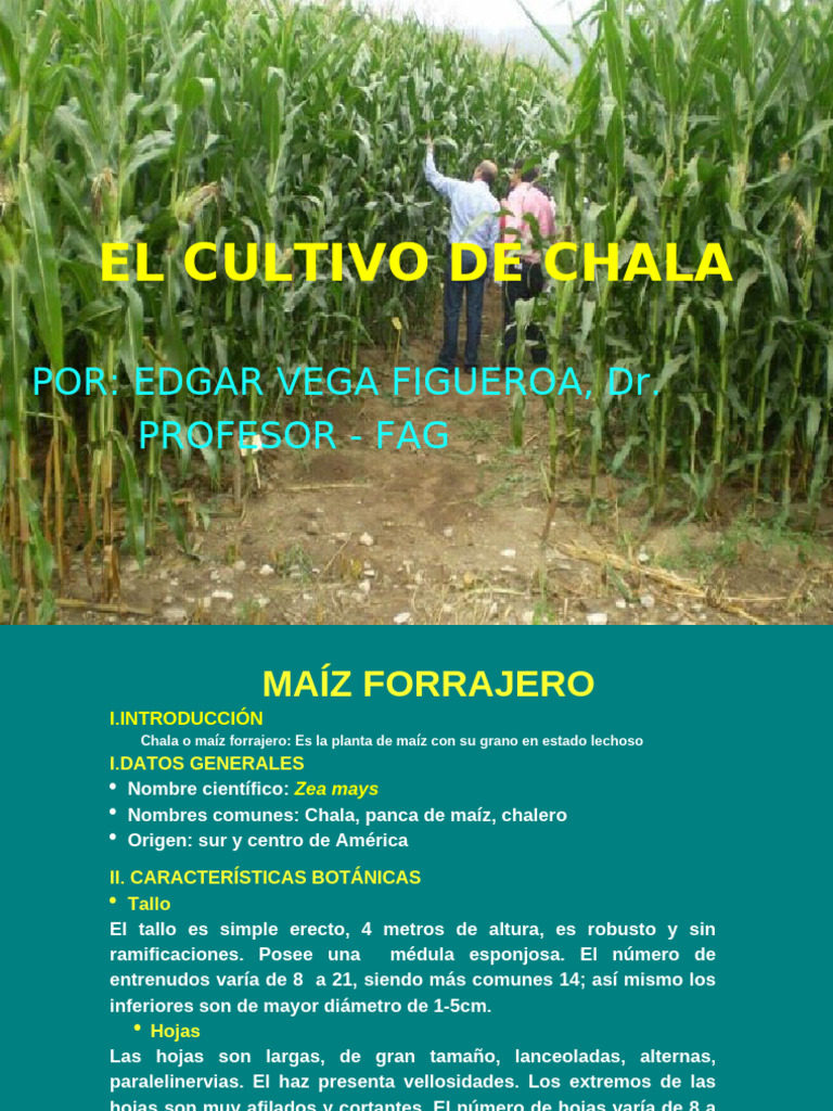 7. CULTIVO DE CHALA-ACTUALIZADO | PDF | Fertilizante | Hierba