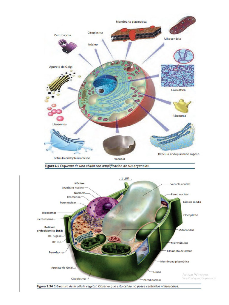 Los Mesones Son Cra Meno | PDF