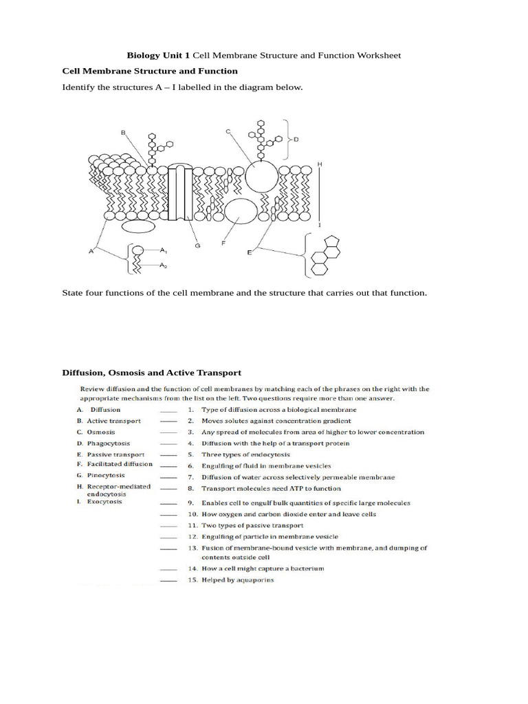 Biology Unit 1 Cell Membrane Structure and Function Worksheet | PDF