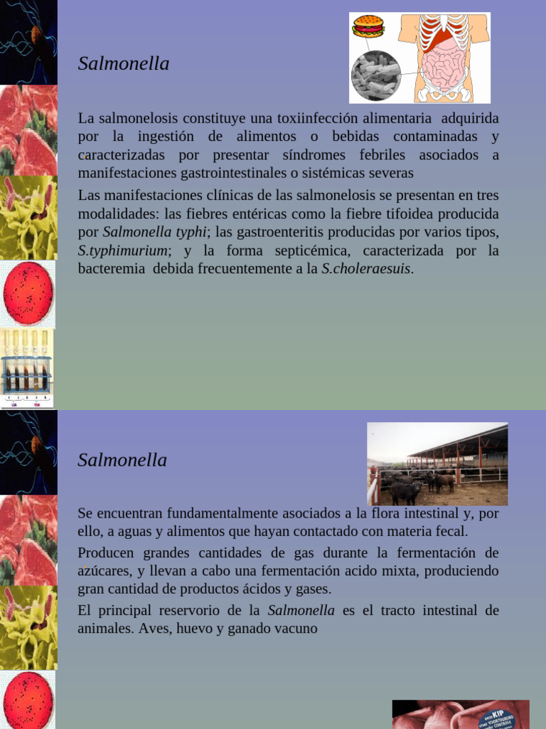 Practica Salmonella | PDF | Salmonela