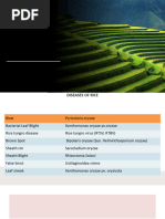 Philippine Rice Grading Standards | PDF | Rice | Seed