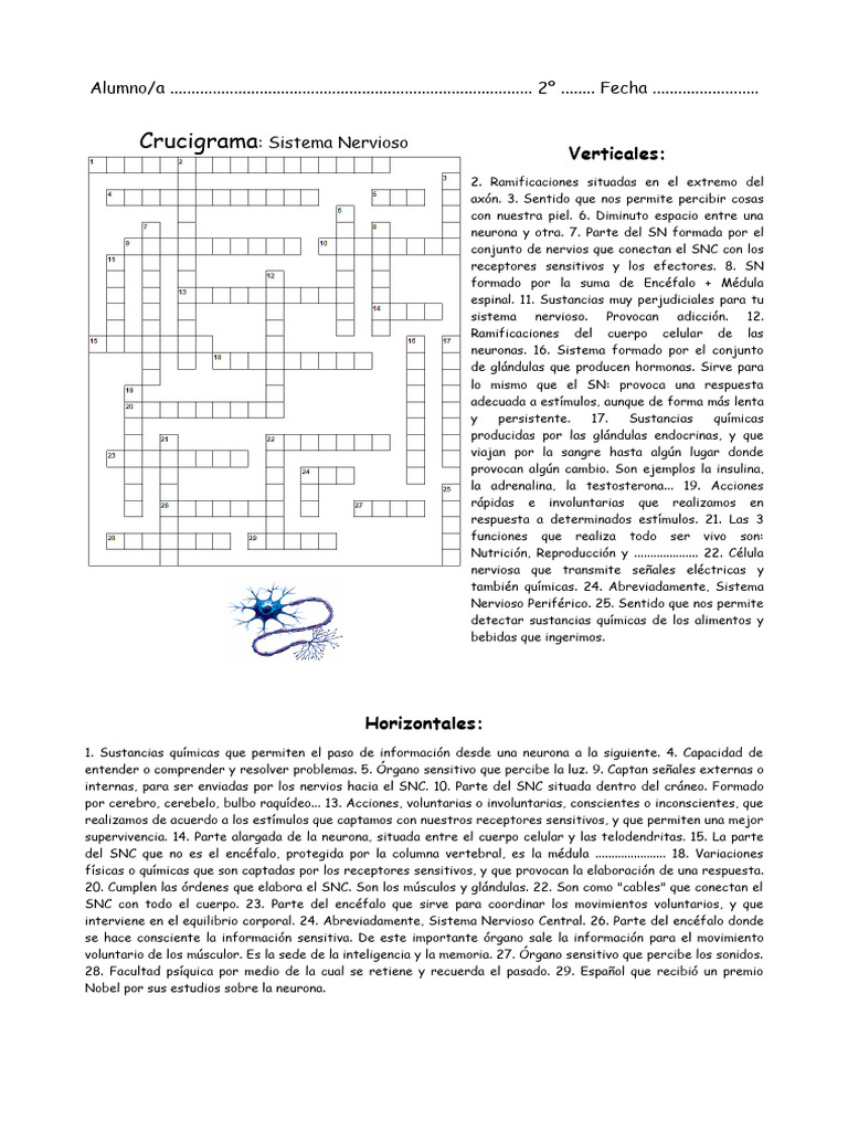 Crucigrama - S - Nervioso MTRG IE - 2do | PDF | Sistema nervioso | Sistema nervioso central