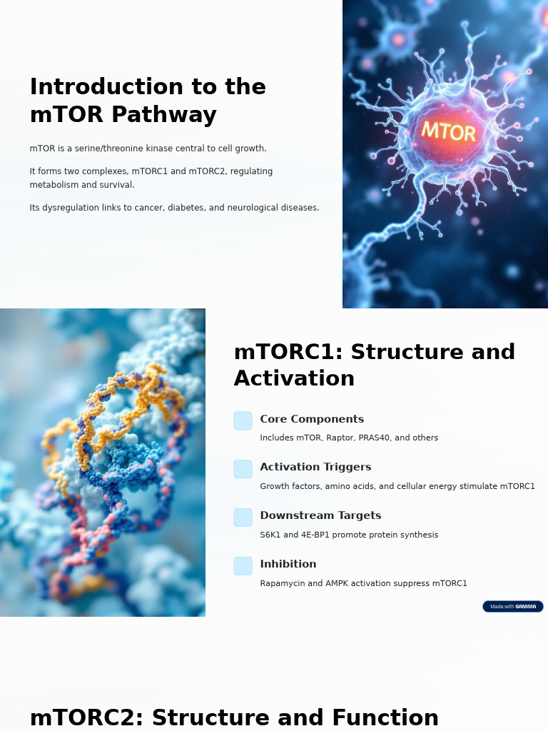 Introduction To The MTOR Pathway | PDF | Protein Kinase B | Nutrients