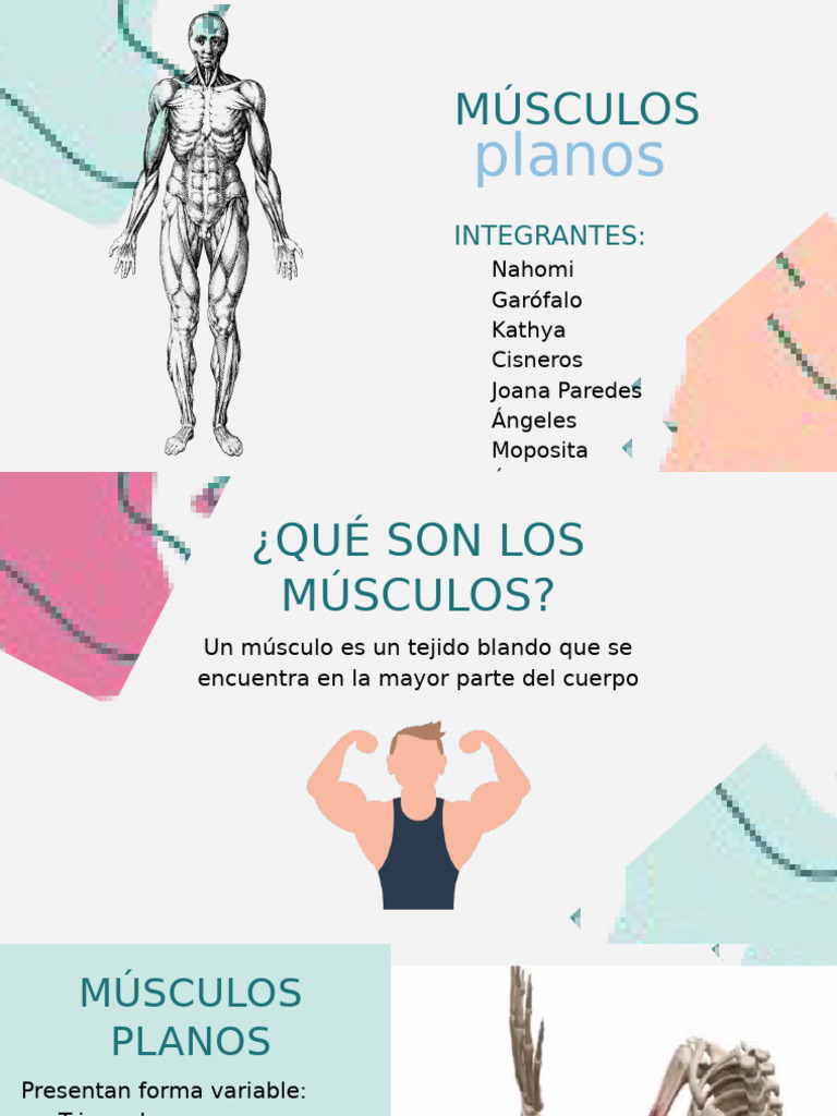 Músculos Planos | PDF