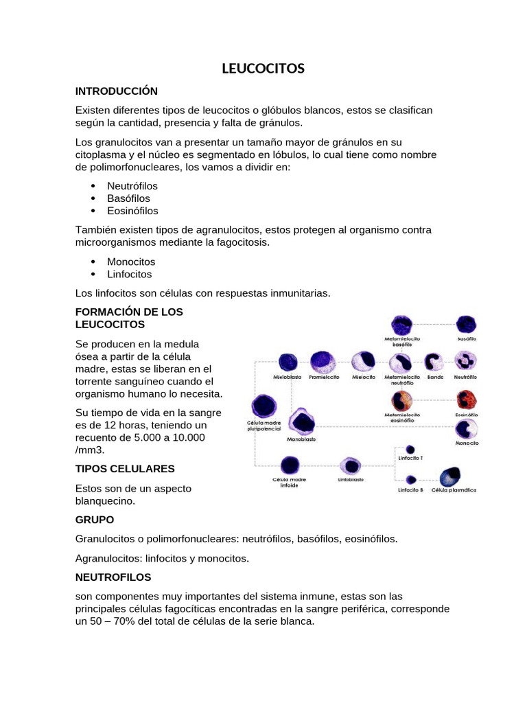 LEUCOCITOS | PDF | Leucocito | Hematología