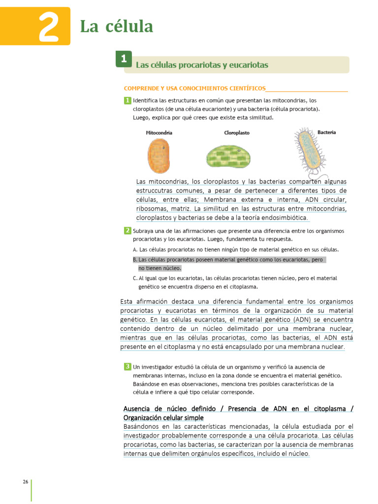 Evaluación Célula | PDF | Mitosis | Respiración celular