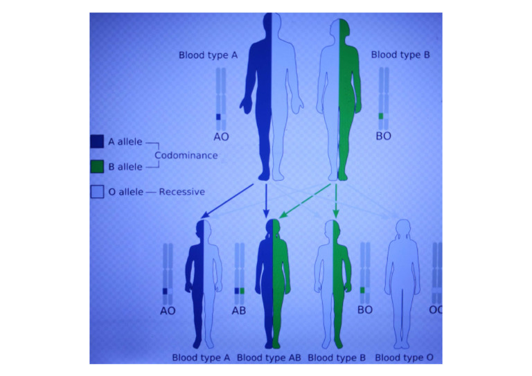 Blood Group - Genetics | PDF