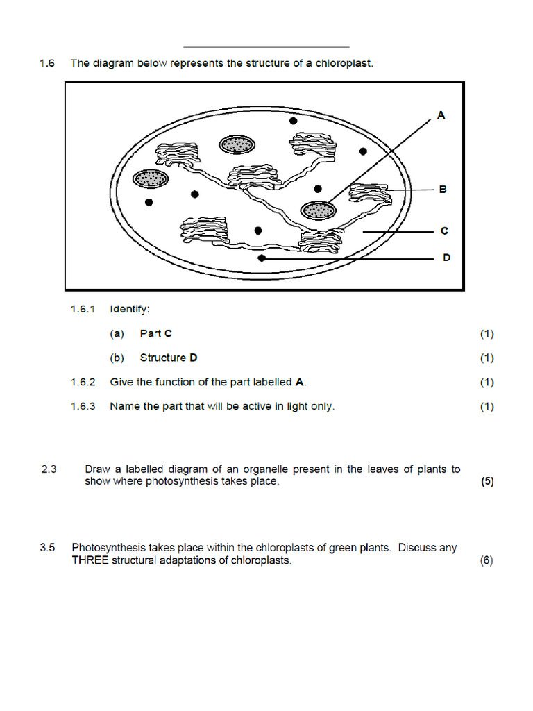 Photosynthesis Questions Student's | PDF