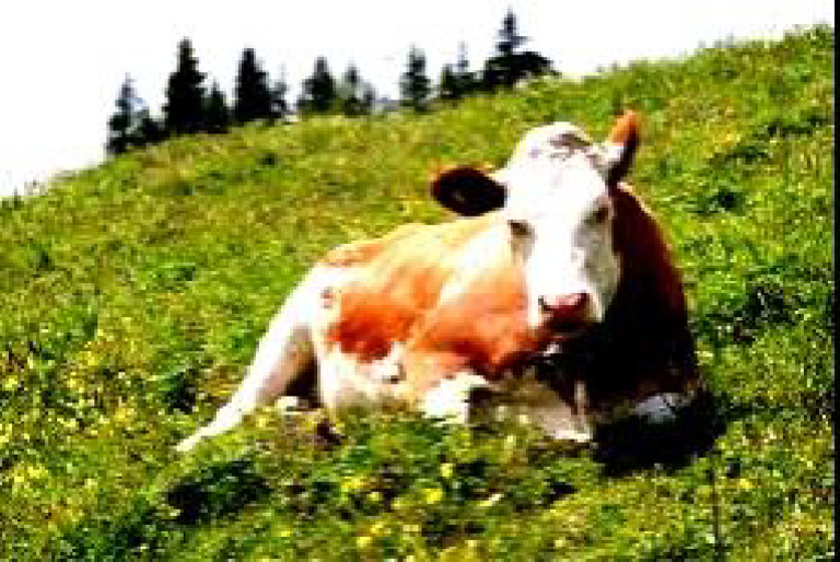 PDFReader 20250430 1313 | PDF