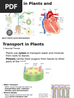 Plant Transport Systems Explained | PDF