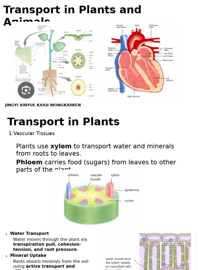 Transport in Plants and Animals | PDF | Blood | Circulatory System