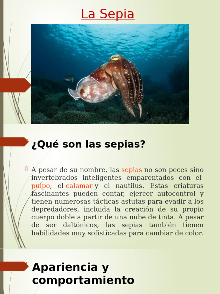 Sepias: Características y Comportamiento | PDF | Zoología