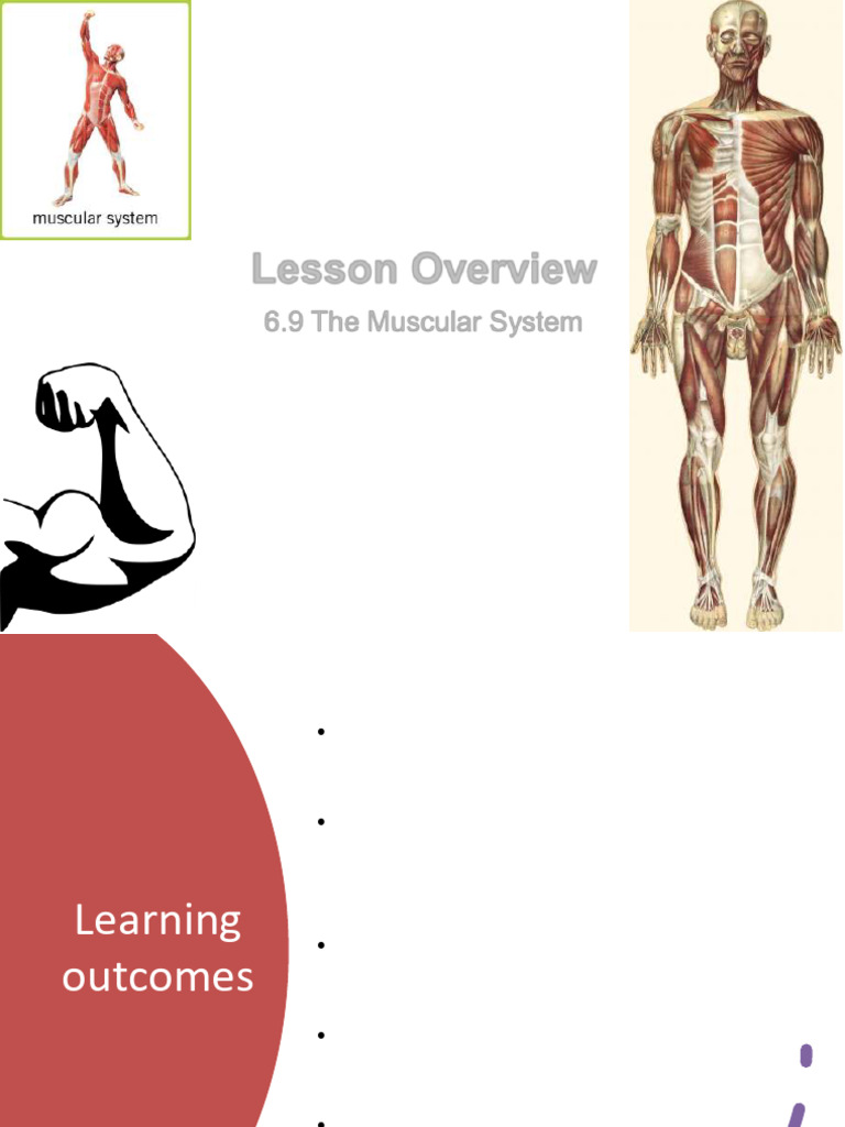 6.9 The Muscular System | PDF | Skeletal Muscle | Muscle