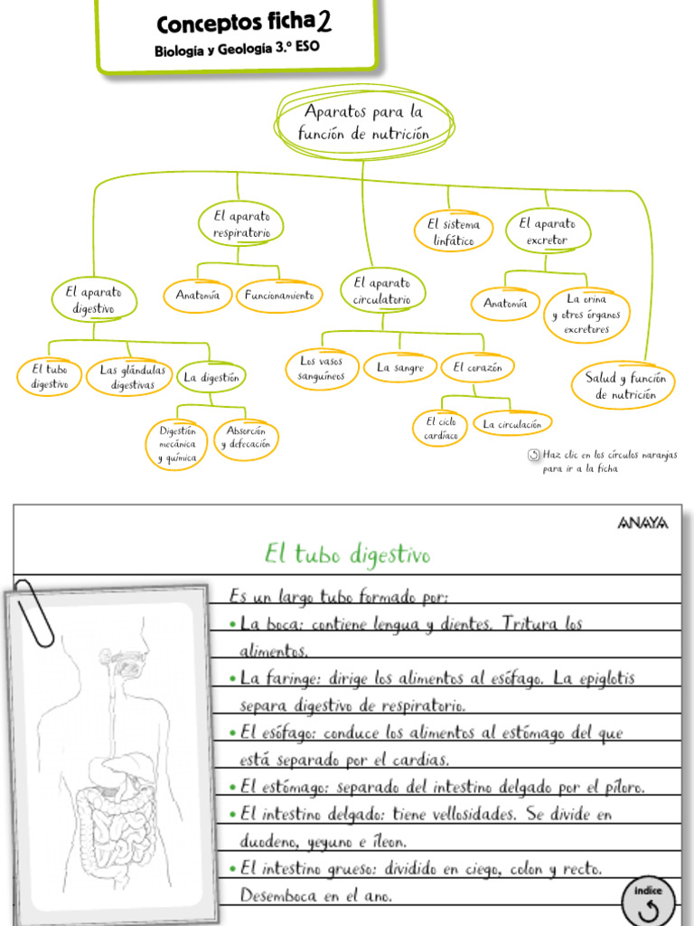 FC Aparatos para La Función de Nutrición | PDF | Sistema digestivo ...