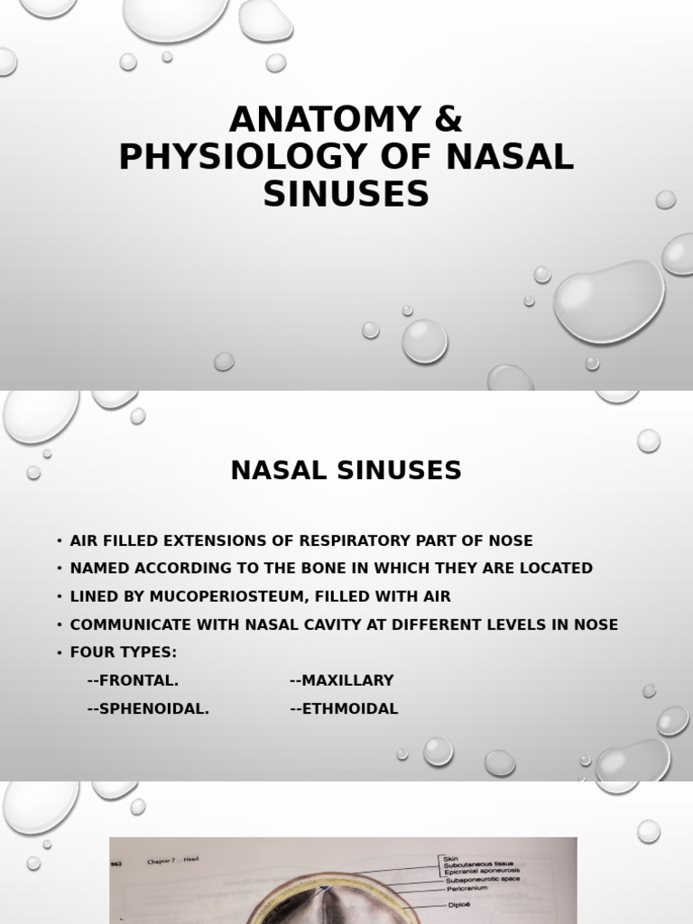 Anatomy and Physiology of Nasal Sinuses | PDF | Human Nose | Human Anatomy