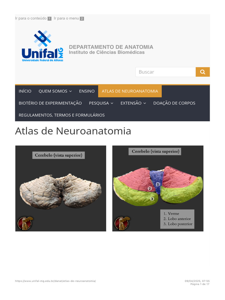 Atlas de Neuroanatomia - Departamento de Anatomia | PDF