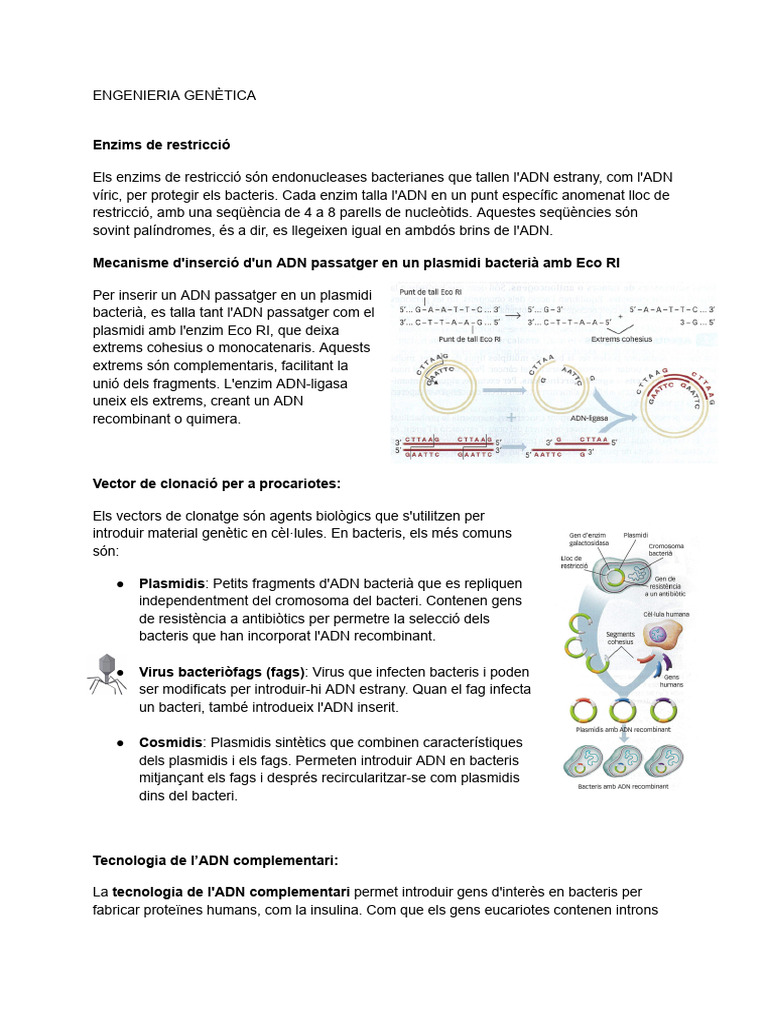 Document sense títol (7) | PDF