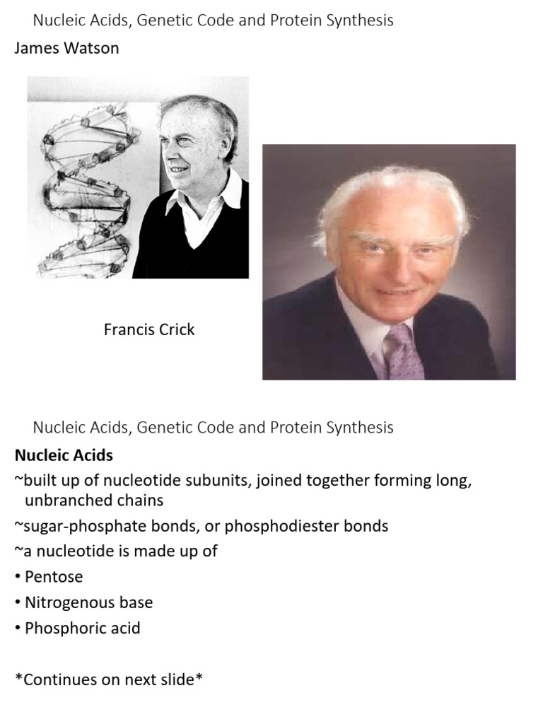 Chapter 6 Nucleic Acids, Genetic Code and Protein Synthesis | PDF ...