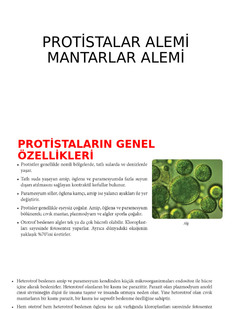 PROTİSTALAR ve MANTARLAR ALEMİ | PDF