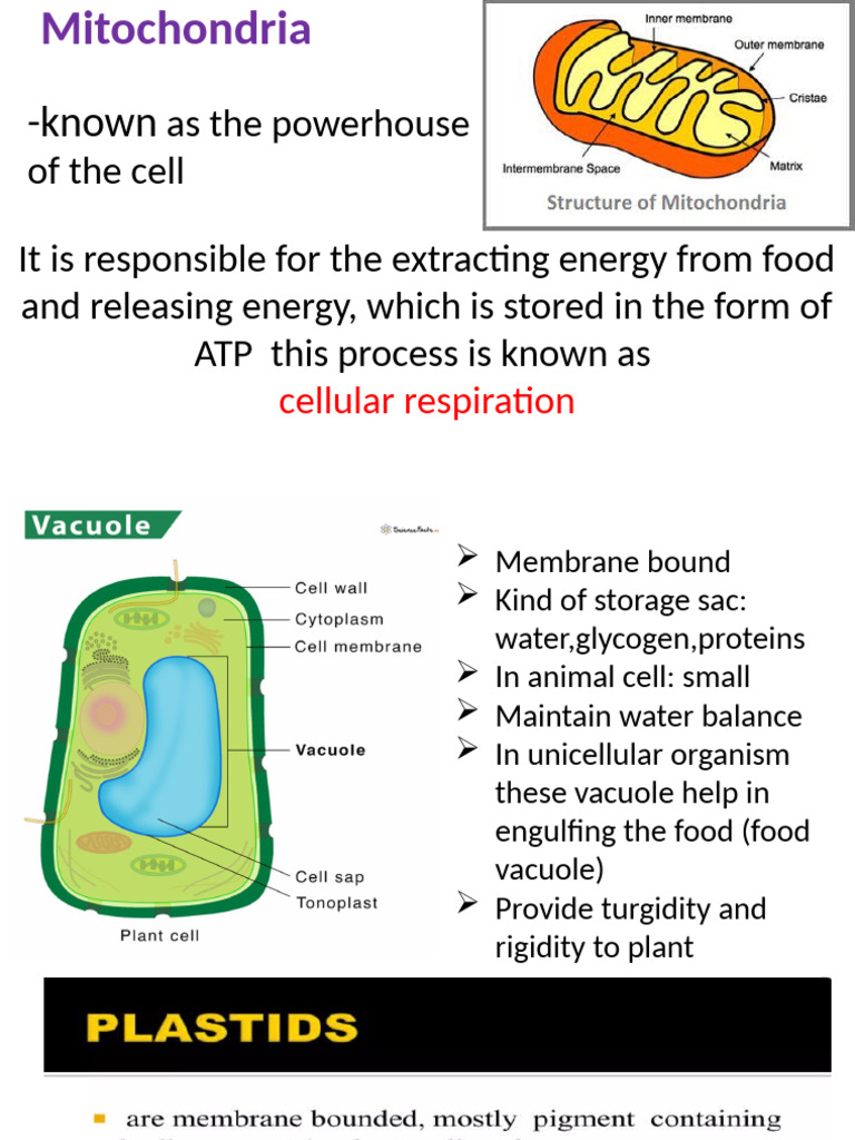 Cell Organelles-Grade 8 | PDF