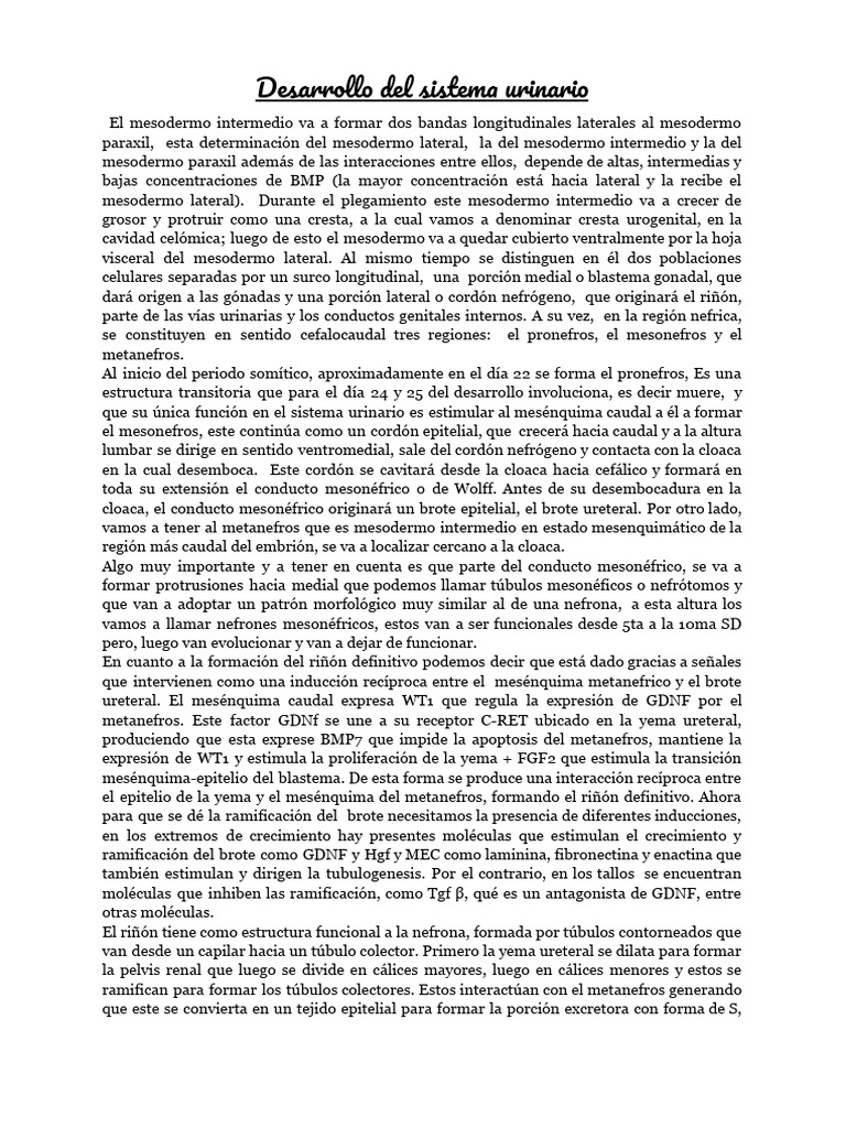 Desarrollo del sistema urinario- resumen embrio | PDF | Riñón | Sistema genitourinario