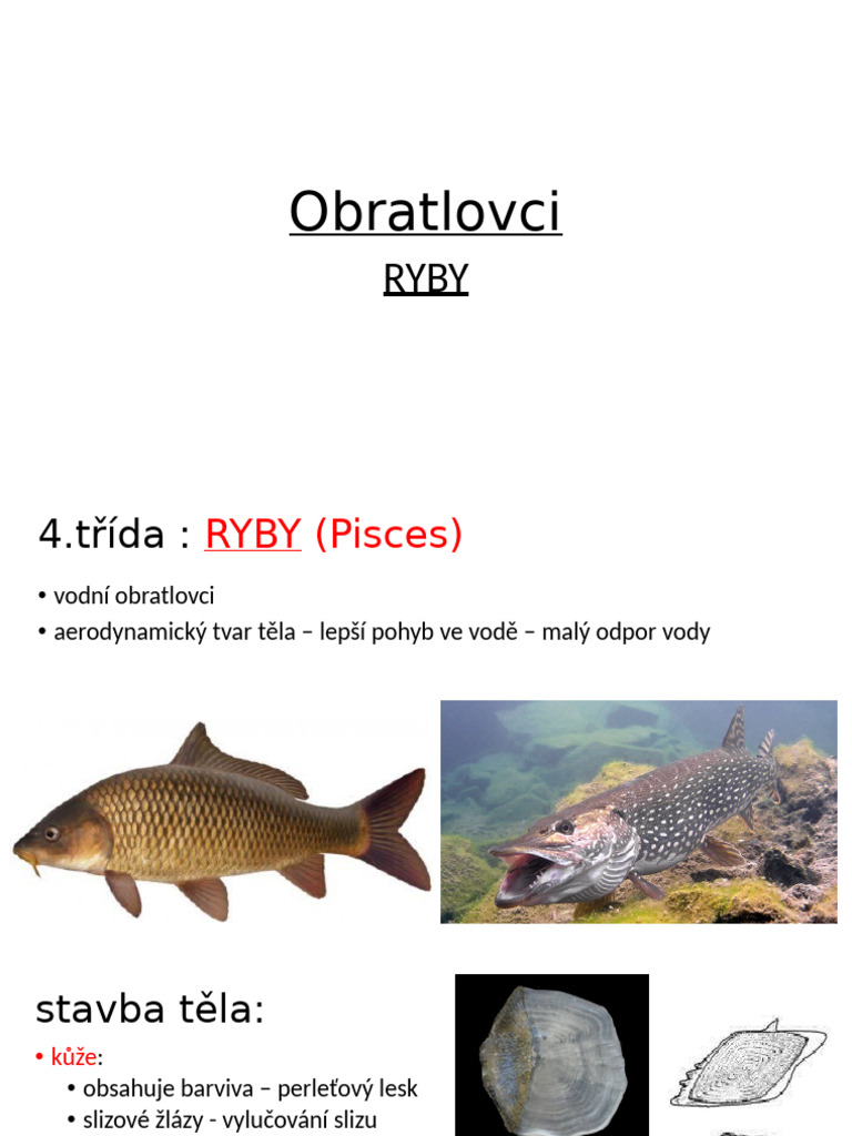 Obratlovci - Ryby | PDF