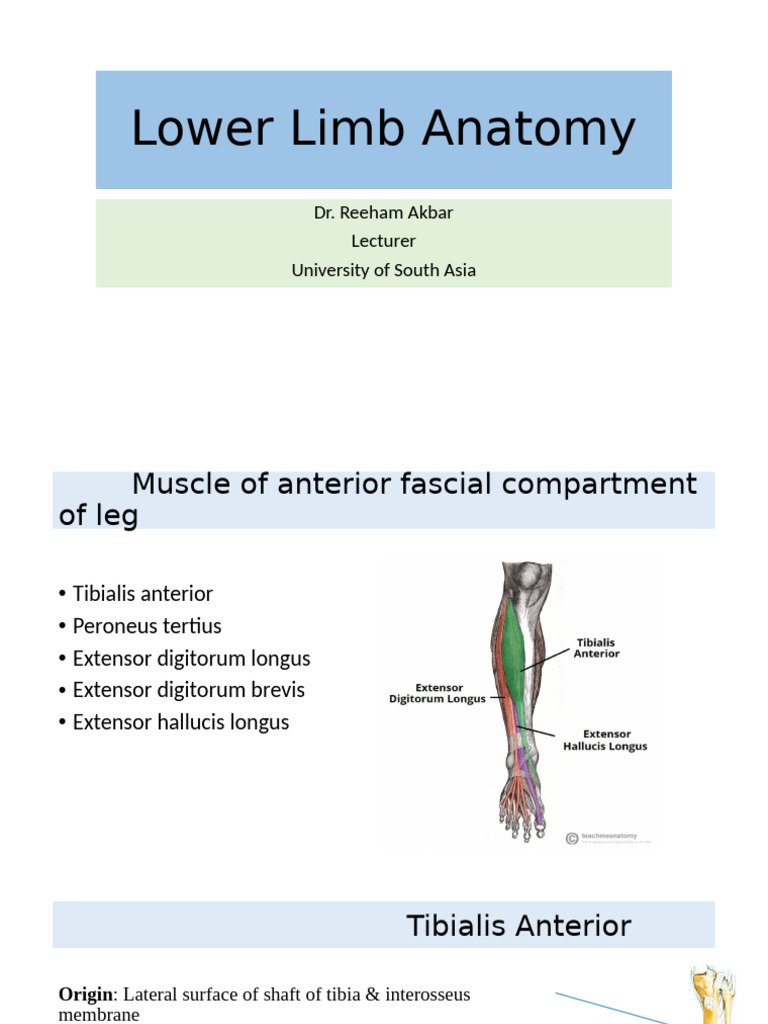 Lower Limb Anatomy 1 | PDF | Human Leg | Foot