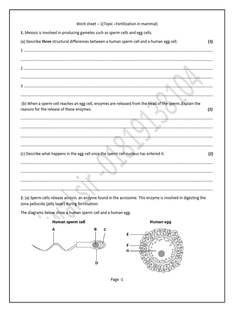 Work Sheet - 1 (Topic - Fertilization in Mammal) | PDF | Fertilisation ...