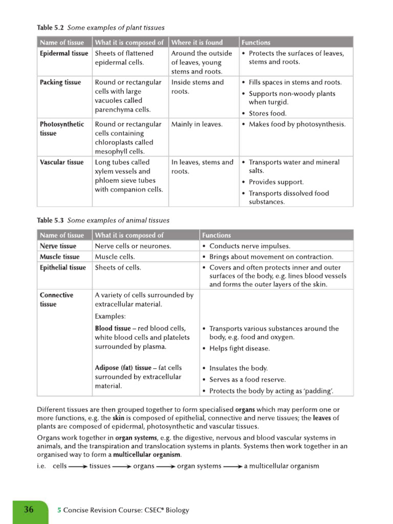 Cell Specialization | PDF