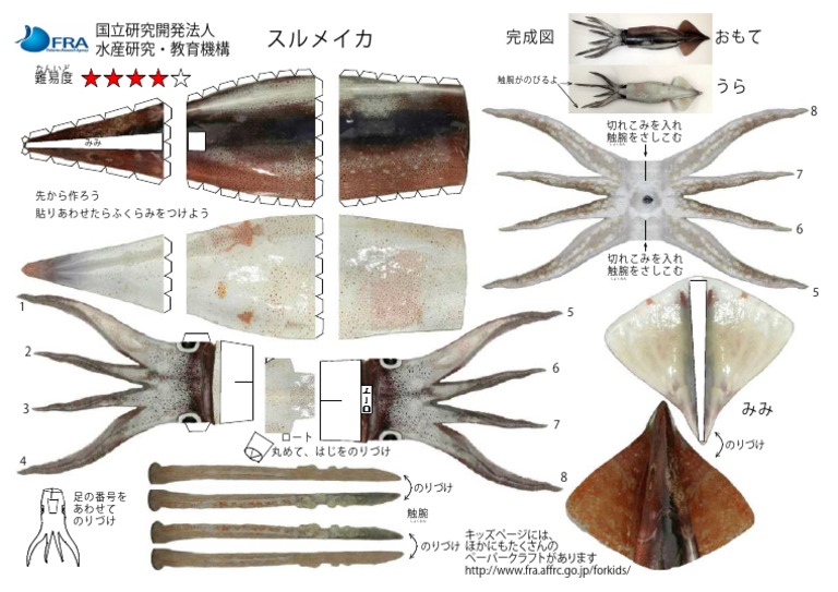 (PaperzoneVN Com) - Surumeika | PDF