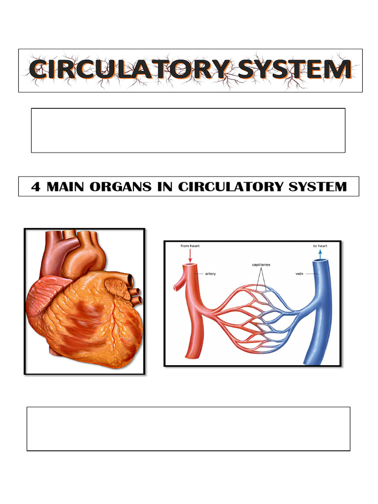 Circulatory System Project | PDF | Circulatory System | Heart