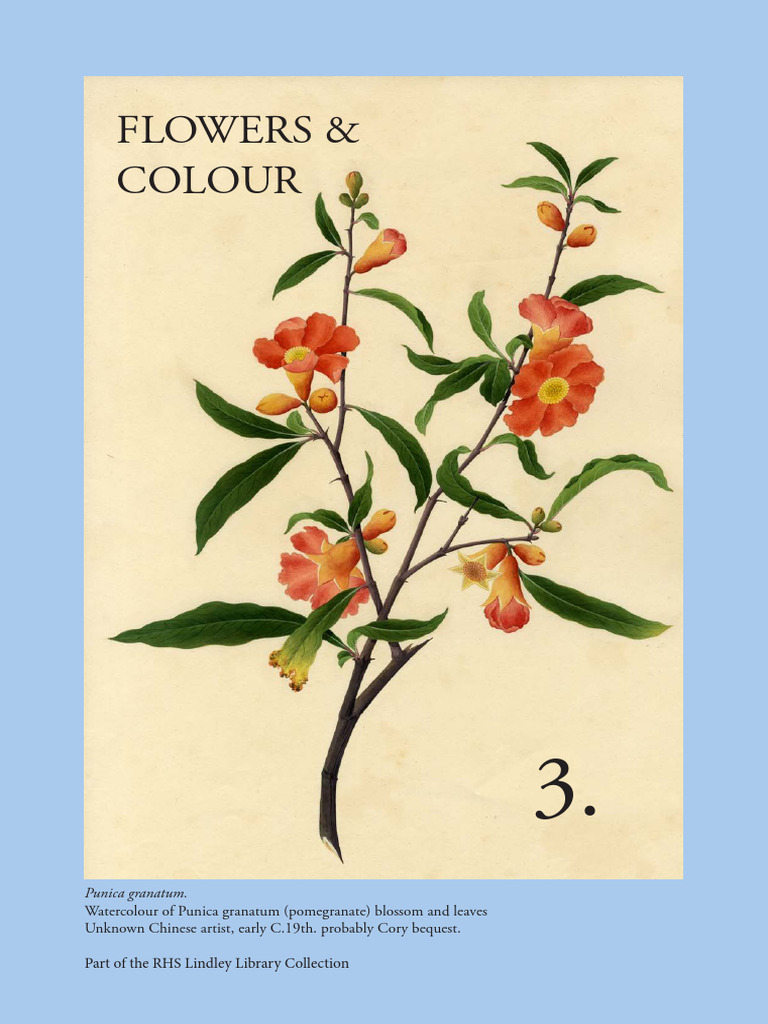 Drawingisfree Imagining A Paradise Garden 3 Flowers and Colour | PDF