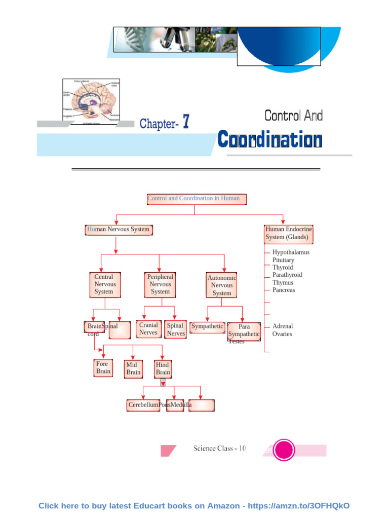 Chapter 7 Control and Coordination | PDF | Neuron | Nerve