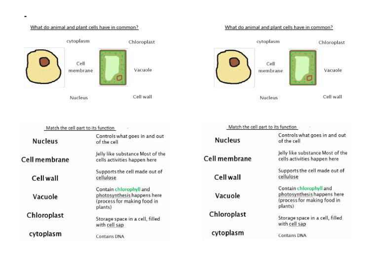 Compare Animal and Plant Cells WS | PDF