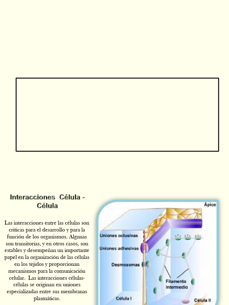 Unión Oclusiva en Células Epiteliales | PDF | Adhesión celular ...