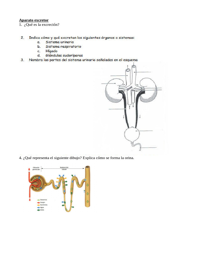 sistema excretor | PDF