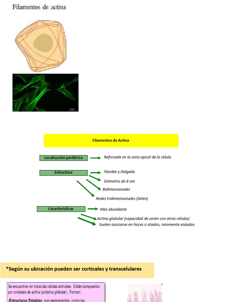 CLASE 6 CITOESQUELETO Parte 3 y Algo de Uniones Celulares | PDF ...