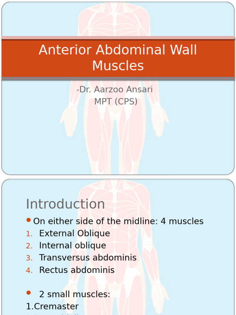 Abdominal Wall and Pelvic Floor Musles | PDF | Abdomen | Pelvis