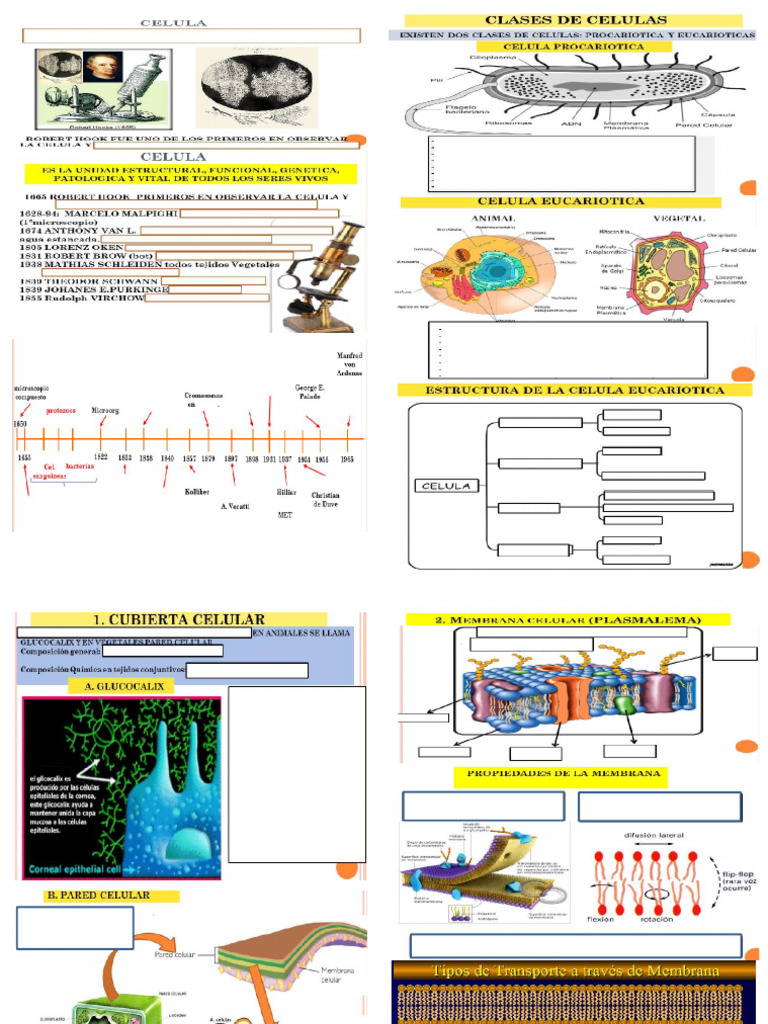 Ficha CELULA Cepreunsa | PDF