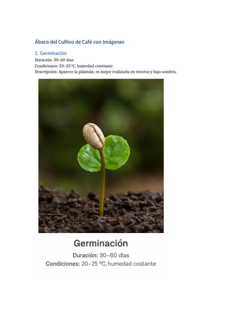 Abaco Cultivo Cafe Con Imagenes | PDF
