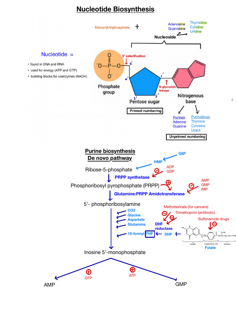 Nucleotide Biosynthesis and DNA Replication | PDF | Dna Replication ...