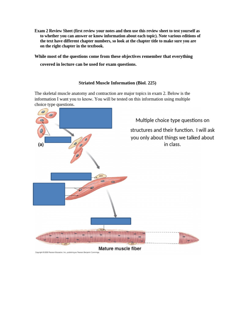 Exam 2 Review Sheet With Muscle Contraction Focus Most Recent | PDF ...