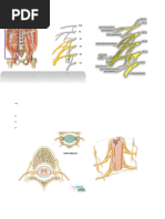 Anatomía del Plexo Lumbar: Funciones y Ramos | PDF | Neuroanatomía ...