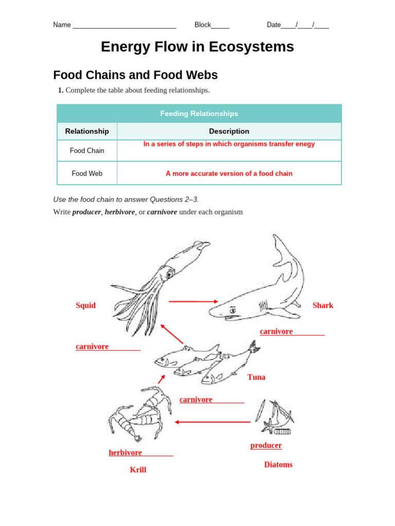Energy Flow in Ecosystems Worksheet | PDF | Food Web | Ecosystem